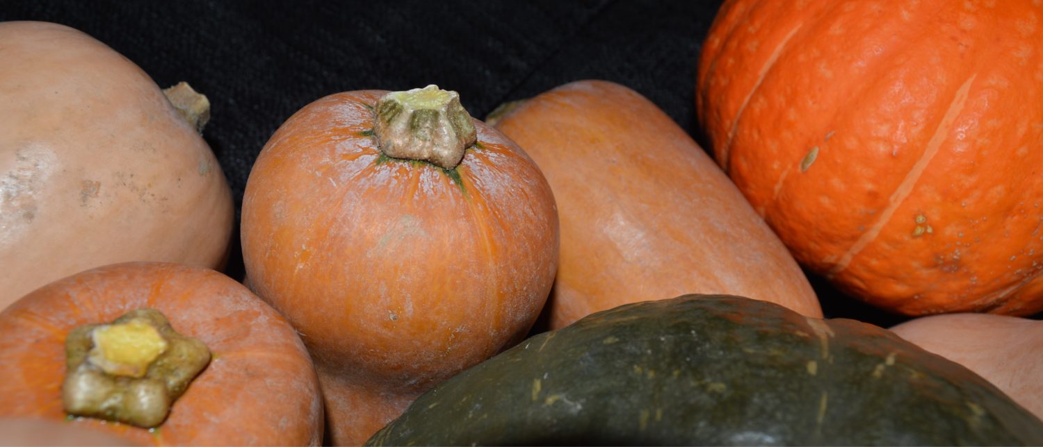 How to Use Squash! | Chef Dawn Ludwig